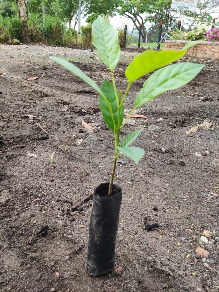 Ocobo – Tabebuia rosea – Fundación AS Villa Luz Agricultura Sostenible