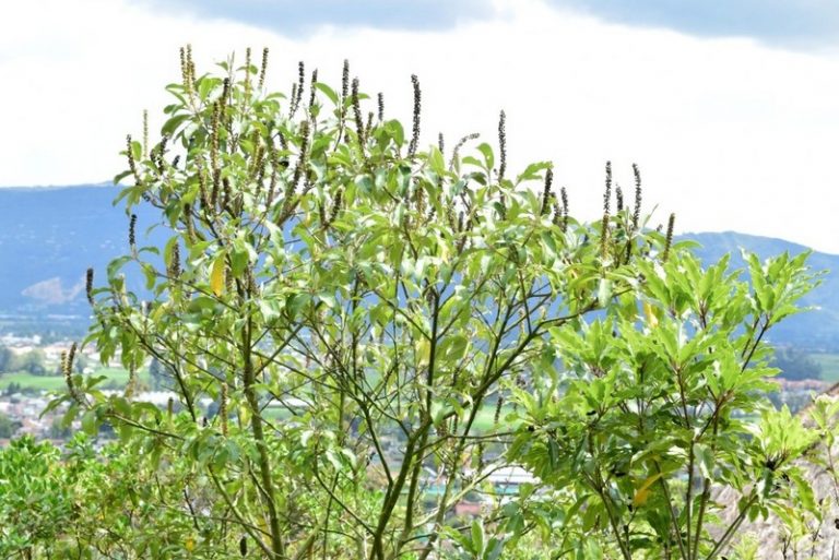 DURAZNILLO BLANCO – Abatia parviflora – Fundación AS Villa Luz ...
